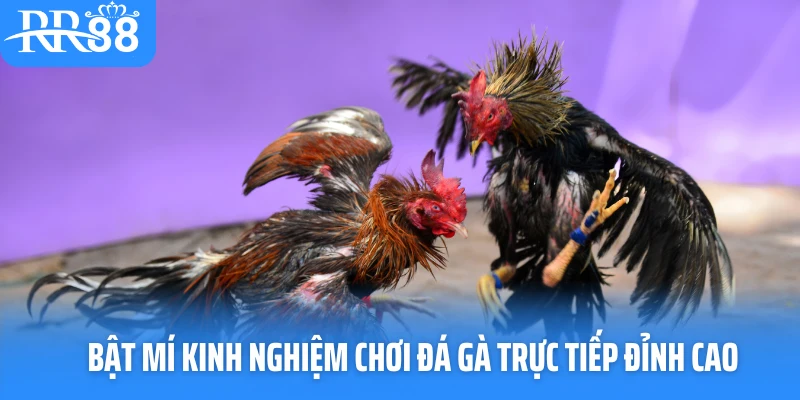 Cách Tham Gia Đá Gà Trực Tiếp RR88 Dành Cho Người Mới